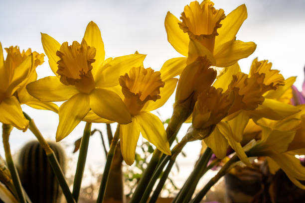 Daffodils Easter Bells Early - Free photo on Pixabay