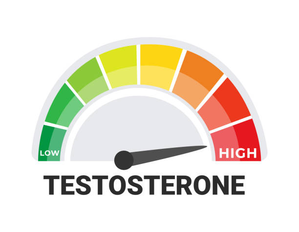 60 Testosterone Level Stock Illustrations Royalty Free Vector