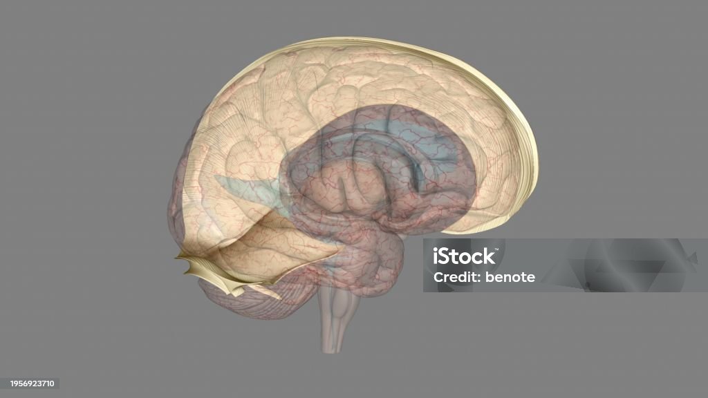 The Falx Cerebri And Tentorium Cerebelli Are Thin Dural Structures