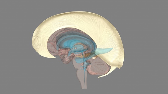 The Falx Cerebri And Tentorium Cerebelli Are Thin Dural Structures