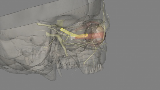 The Optic Nerve Is Comprised Of Millions Of Nerve Fibers That Send Visual Messages To Your Brain