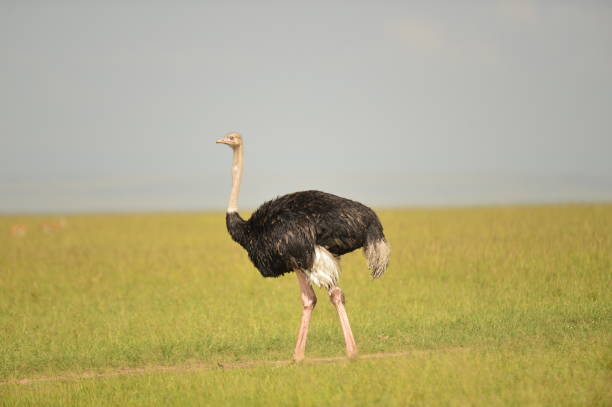 Free Stock Photo of Ostrich Standing in Field With Sky Background ...