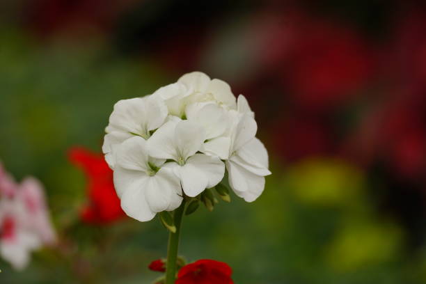 Free picture: A pure white geranium flower (Pelargonium hortorum)