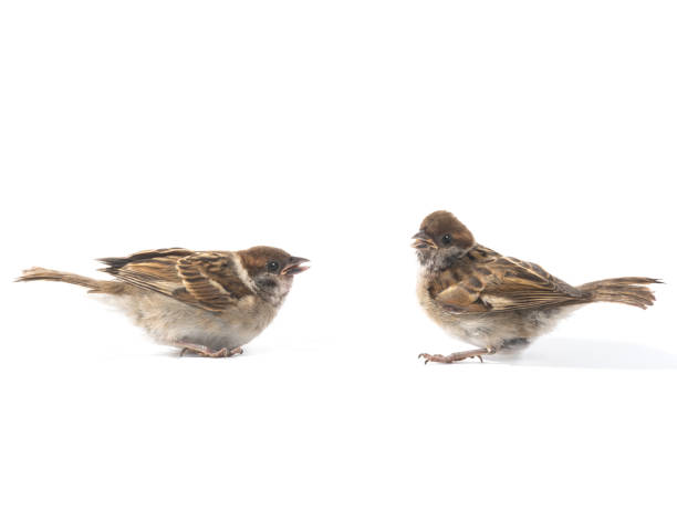 10,000+ Free Two Sparrows & Sparrow Images - Pixabay