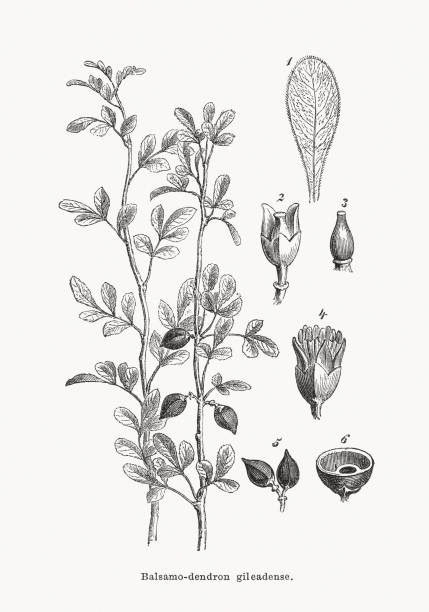 Free balsam stock photos. Download the best free balsam images at ...