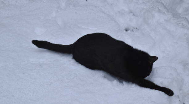 Free Stock Photo of Black Cat Laying on Bed Covered in Snow | Download ...