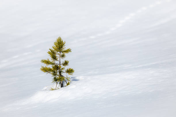 Free Stock Photo of Snowy landscape with a solitary pine tree ...