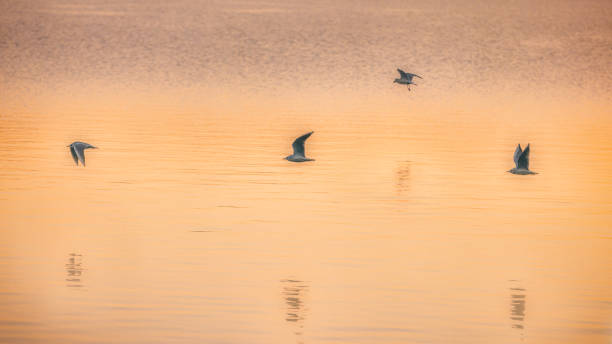 Free Stock Photo of A group of birds flying over water | Download Free ...