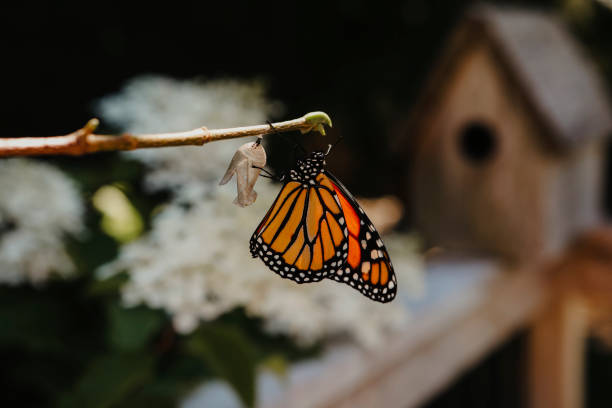 Butterfly Chrysalis Pupa - Free photo on Pixabay