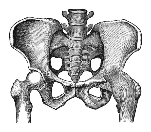 140 Tailbone Drawing Ilustraciones De Stock Gráficos Vectoriales