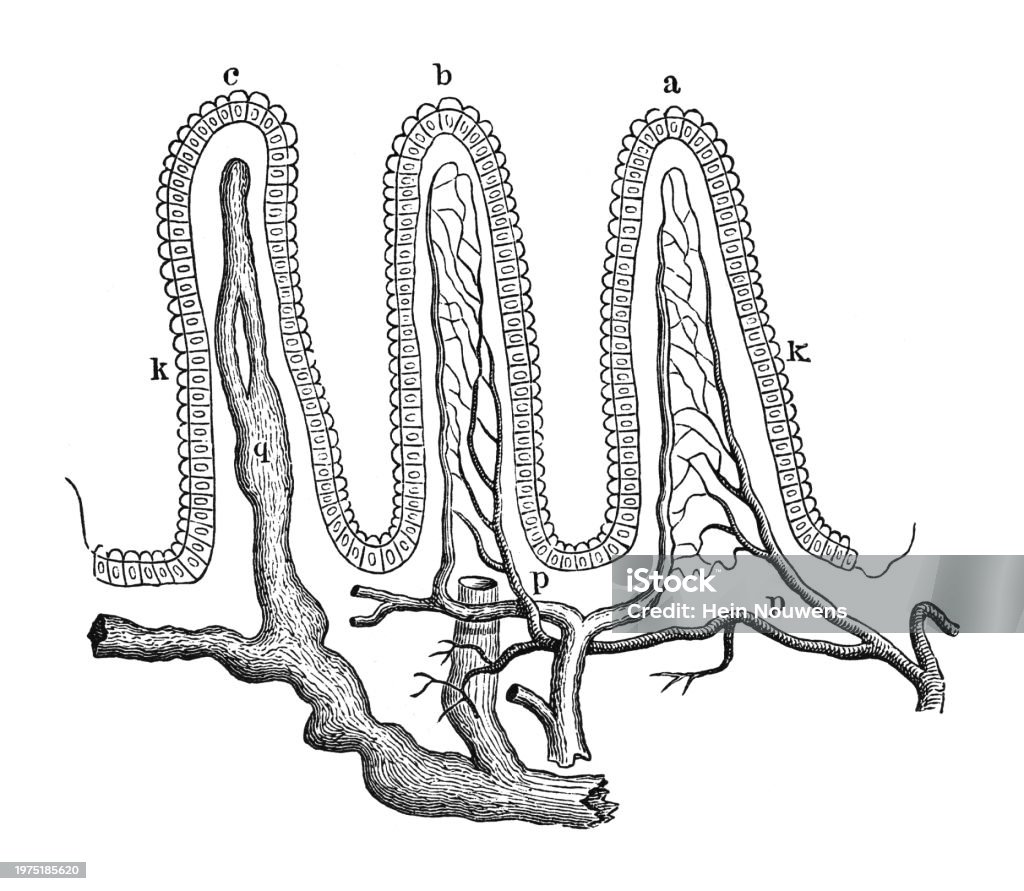 Intestinal Villus In The Small Intestine Vintage Engraved Illustration ... Intestinal Villus In The Small Intestine Vintage Engraved Illustration ...