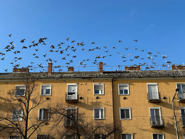 Free Stock Photo of Bird flying between high-rise buildings | Download ...
