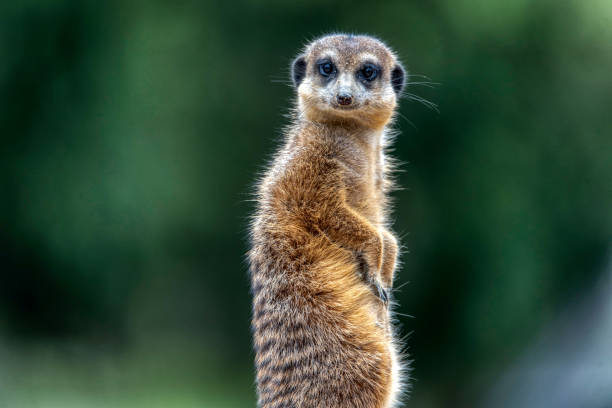 Meerkat Animal Mammal - Free photo on Pixabay
