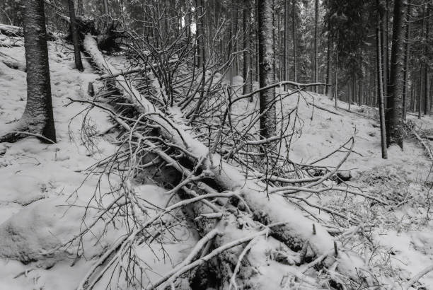 Free picture: Felled snowy tree on frozen forest floor during cold ...
