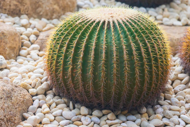 Free picture: cactus, details, image