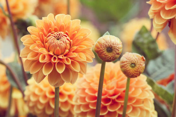 Dahlia Flower Two-Tone - Free photo on Pixabay
