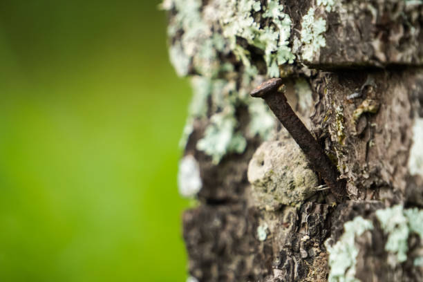 Free impaled stock photos. Download the best free impaled images at ...