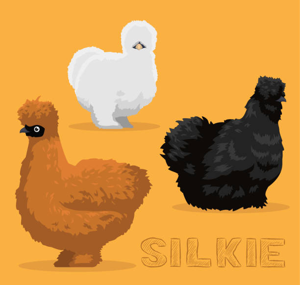 40+ Silkie Chicken Stock Illustrations, Royalty-Free Vector Graphics ... 40+ Silkie Chicken Stock Illustrations, Royalty-Free Vector Graphics ...