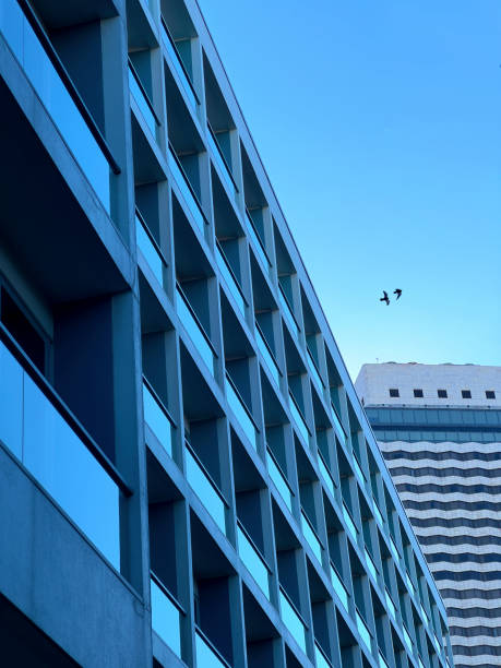 Free Stock Photo of Bird Flying Between Two Tall Buildings | Download ...
