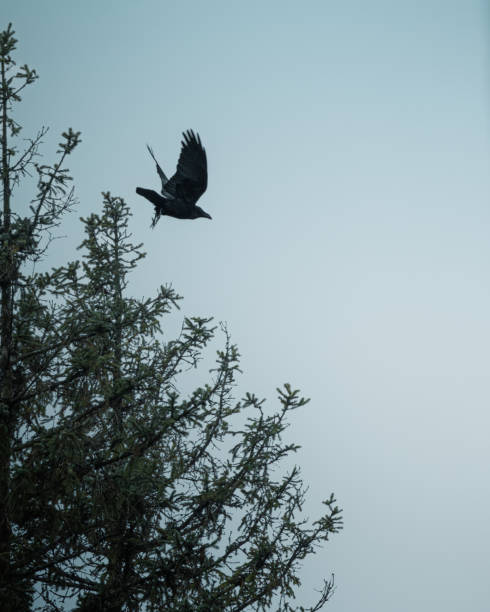 Free Stock Photo of Bird Flying Above Tree | Download Free Images and ...