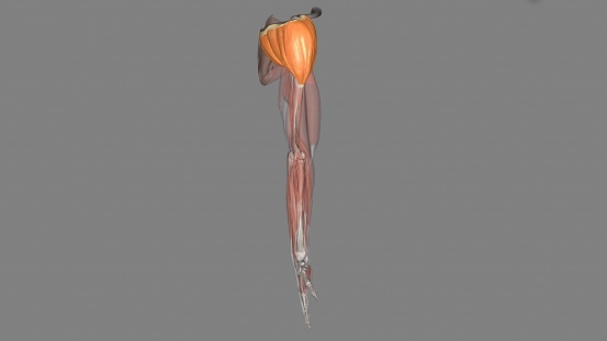 The Deltoid Is Responsible For Elevating The Arm In The Scapular Plane And Its Contraction In