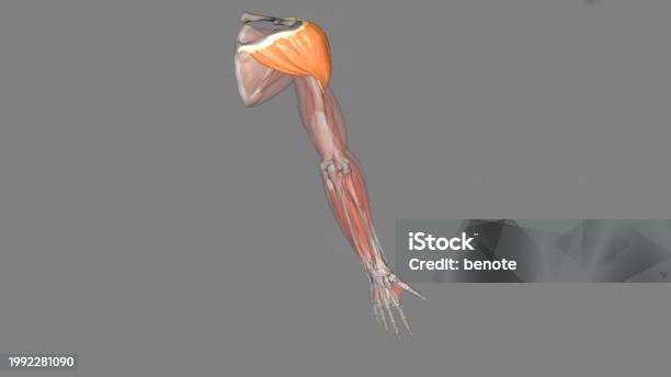 The Deltoid Is Responsible For Elevating The Arm In The Scapular Plane