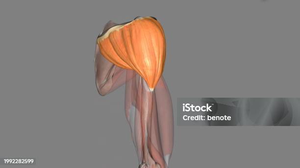 The Deltoid Is Responsible For Elevating The Arm In The Scapular Plane