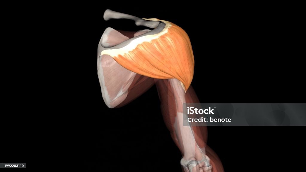 The Deltoid Is Responsible For Elevating The Arm In The Scapular Plane And Its Contraction In