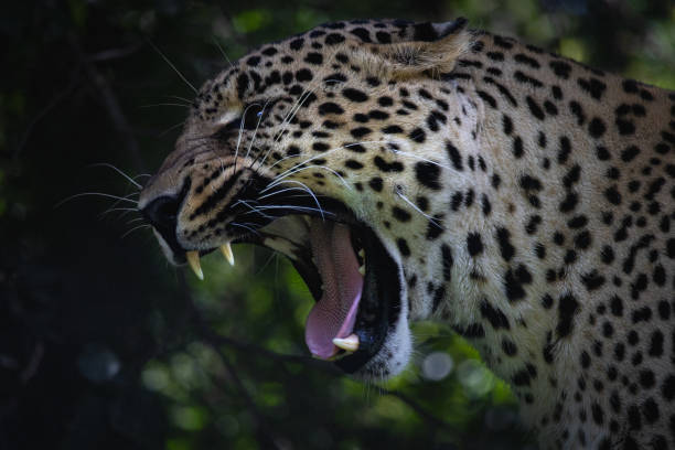 Free Stock Photo of Leopard Roaring With Wide Open Mouth | Download ...