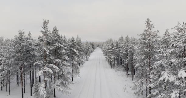 Free snow clad trees stock photos. Download the best free snow clad ...