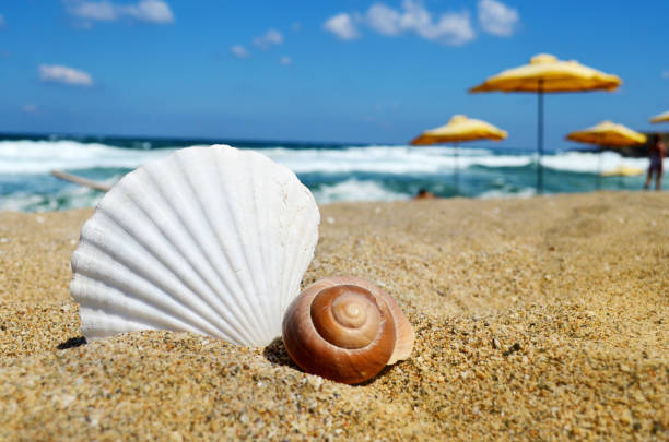 100,000+ Free Sea Shells & Shell Images - Pixabay