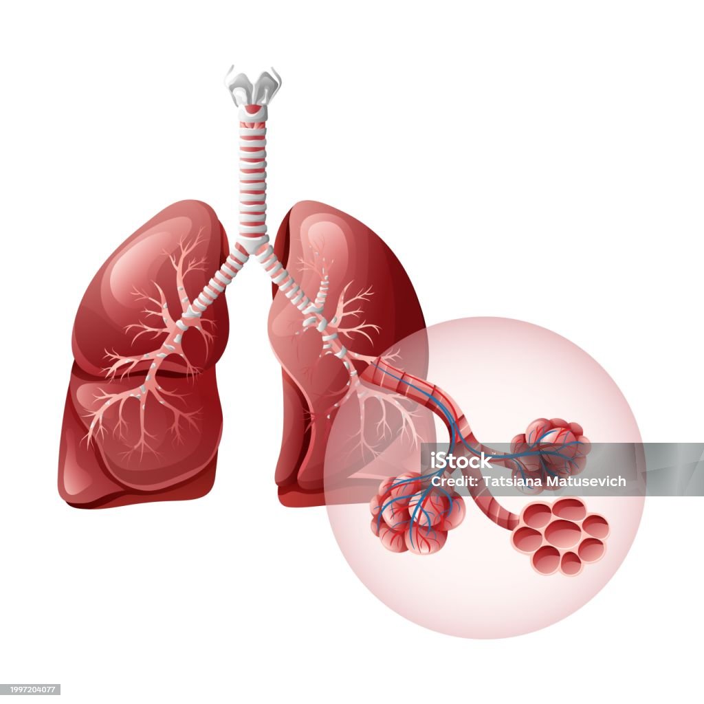 Human Lungs With Detailed Alveolus Structure Stock Illustration