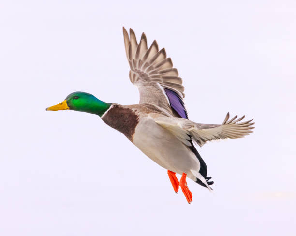 Mallard Drake Duck Water - Free photo on Pixabay