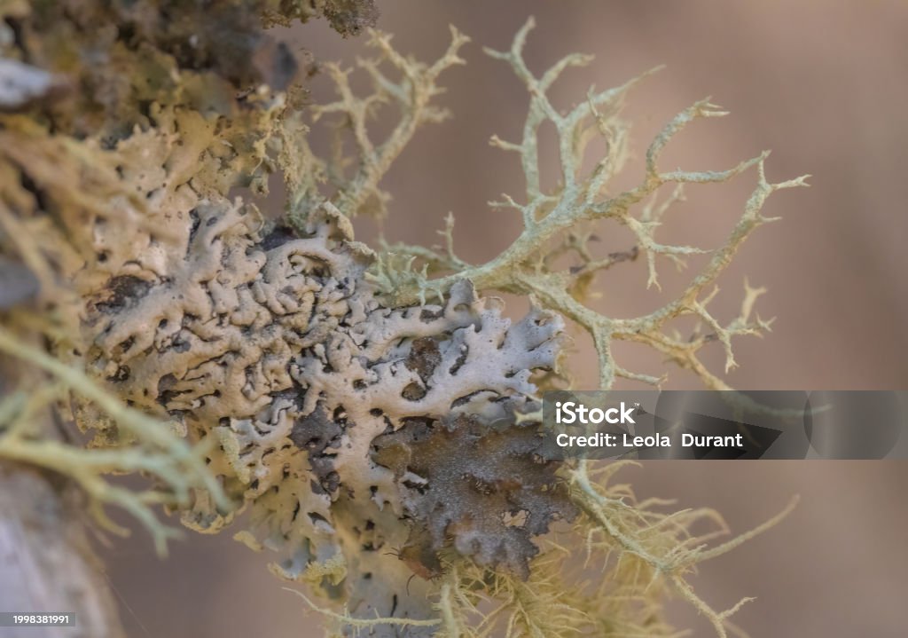 Different Types Of Tree Lichens Stock Photo - Download Image Now ... Different Types Of Tree Lichens Stock Photo - Download Image Now ...