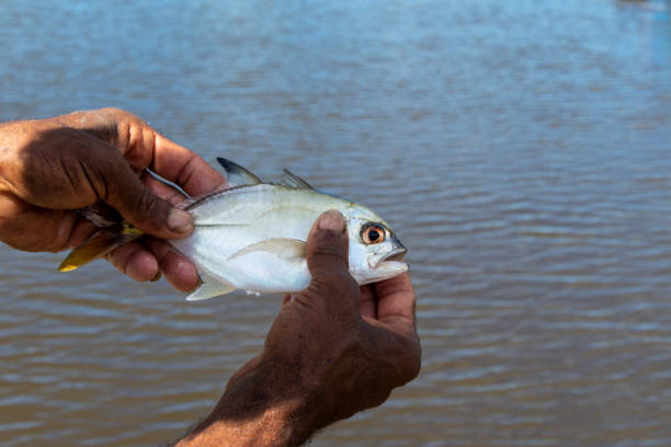 Free Stock Photo of Person Holding Small Fish in Hand | Download Free ...