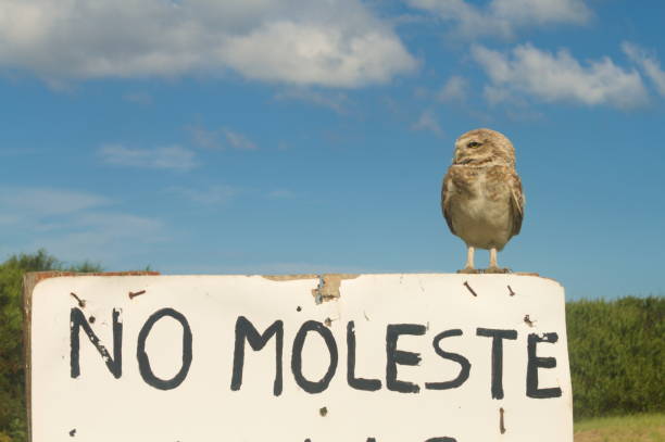 Image libre: oiseau, signage, signe