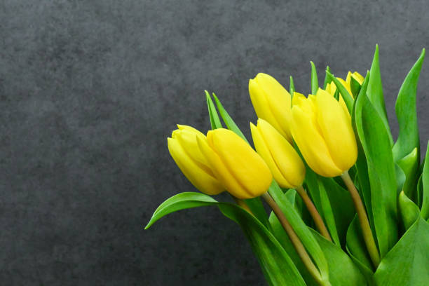 Free Stock Photo of A bouquet of yellow tulips | Download Free Images ...