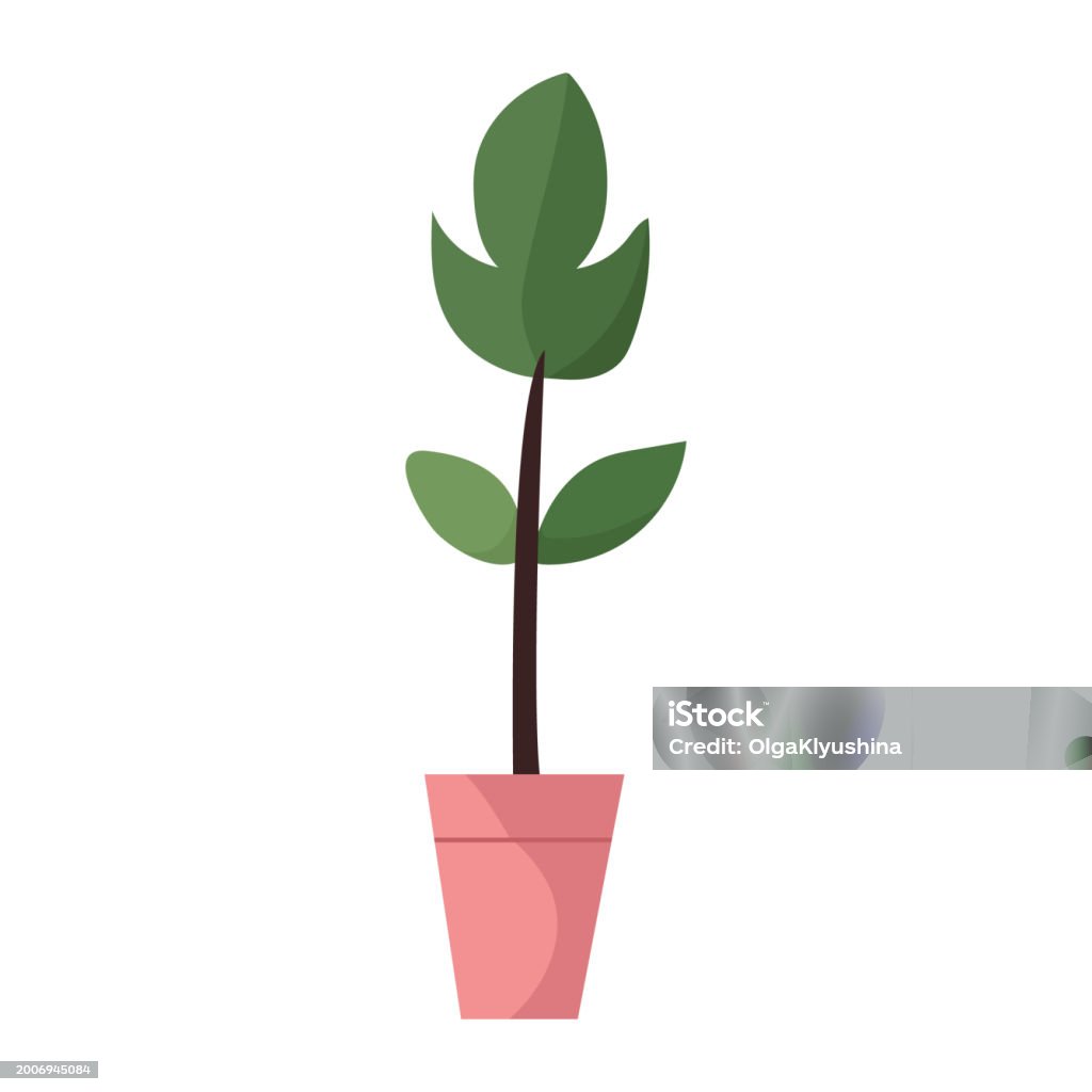 House Plants In Pots Element For Design House Room Or Office Isolated