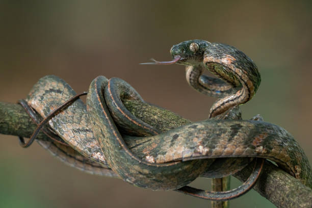 Cat Snake Felix Garter - Free photo on Pixabay - Pixabay