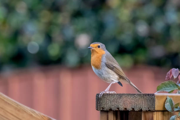 Free Stock Photo of Robin perched on a fence with feed | Download Free ...