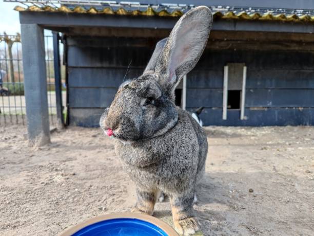 Free picture: Giant grey rabbit with big ears sitting close-up