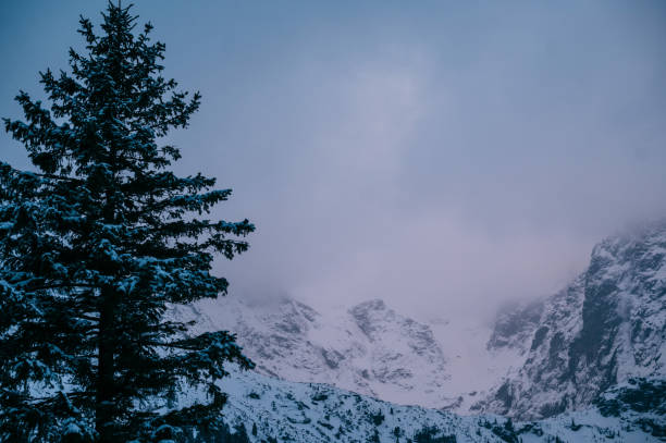 Free Stock Photo of Snow-covered forest and mountain range in winter ...