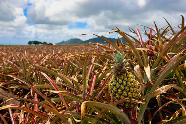 Free Stock Photo of Pineapple Perched on Lush Green Field | Download ...