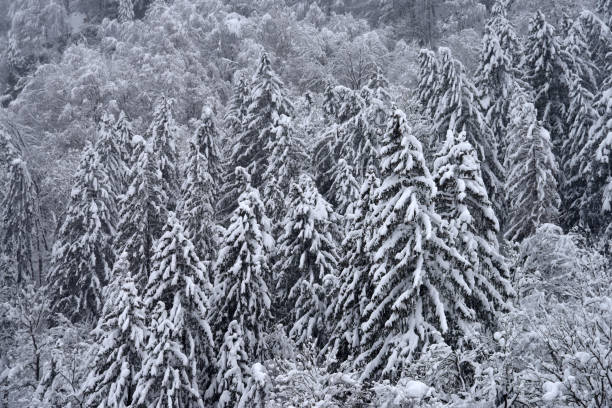 Free Stock Photo of First Snowfall of the Year in the Forest | Download ...