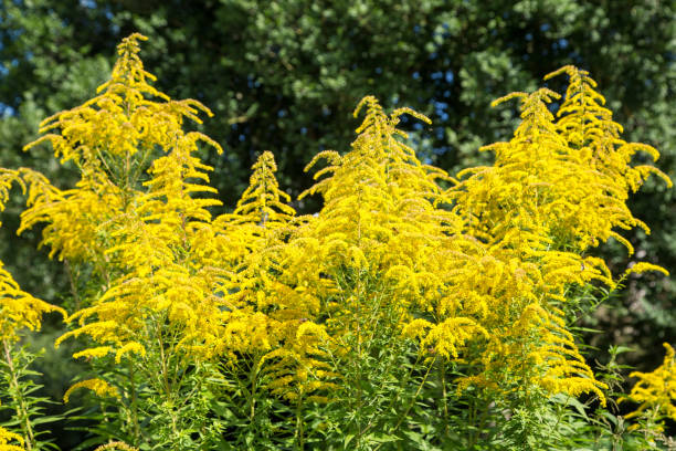 Free picture: A flower known as the Canadian goldenrod (Solidago ...