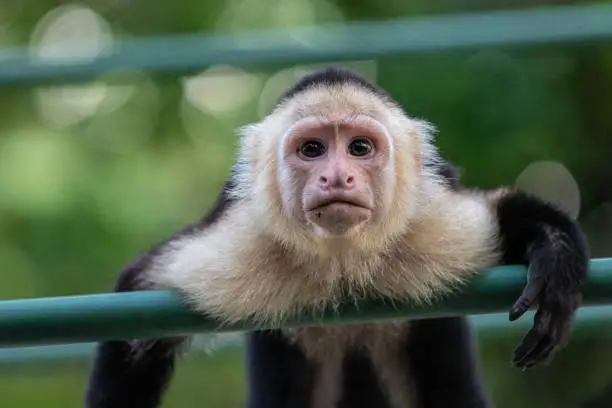 Free draw monkey face Photos & Pictures | FreeImages Free draw monkey face Photos & Pictures | FreeImages