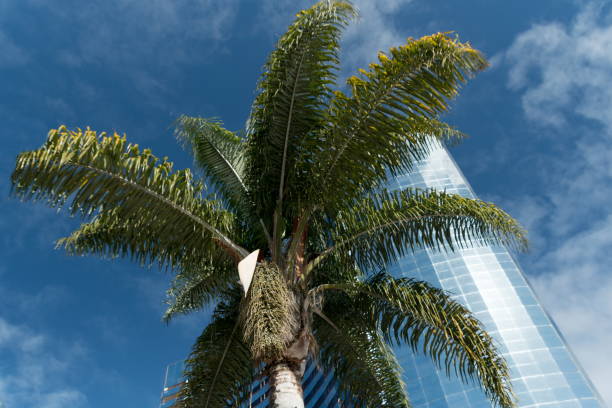 Free Stock Photo of Palm Tree on Top of a Building | Download Free ...
