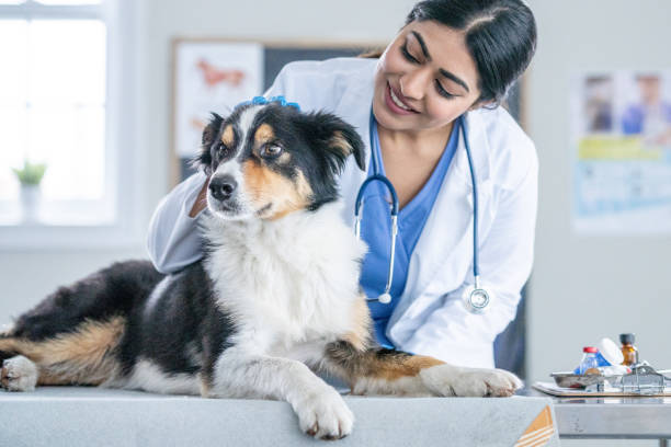 100+ Free Veterinarian & Vet Images - Pixabay
