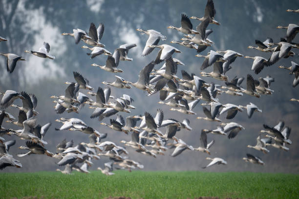 Free picture: goose, flock, group