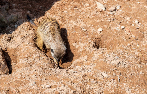 Free Stock Photo of Meerkat Digging | Download Free Images and Free ...